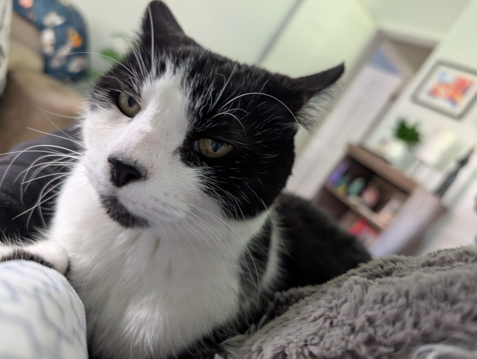 Ann Arbor Cat Owners Share Their Stories - Current Magazine